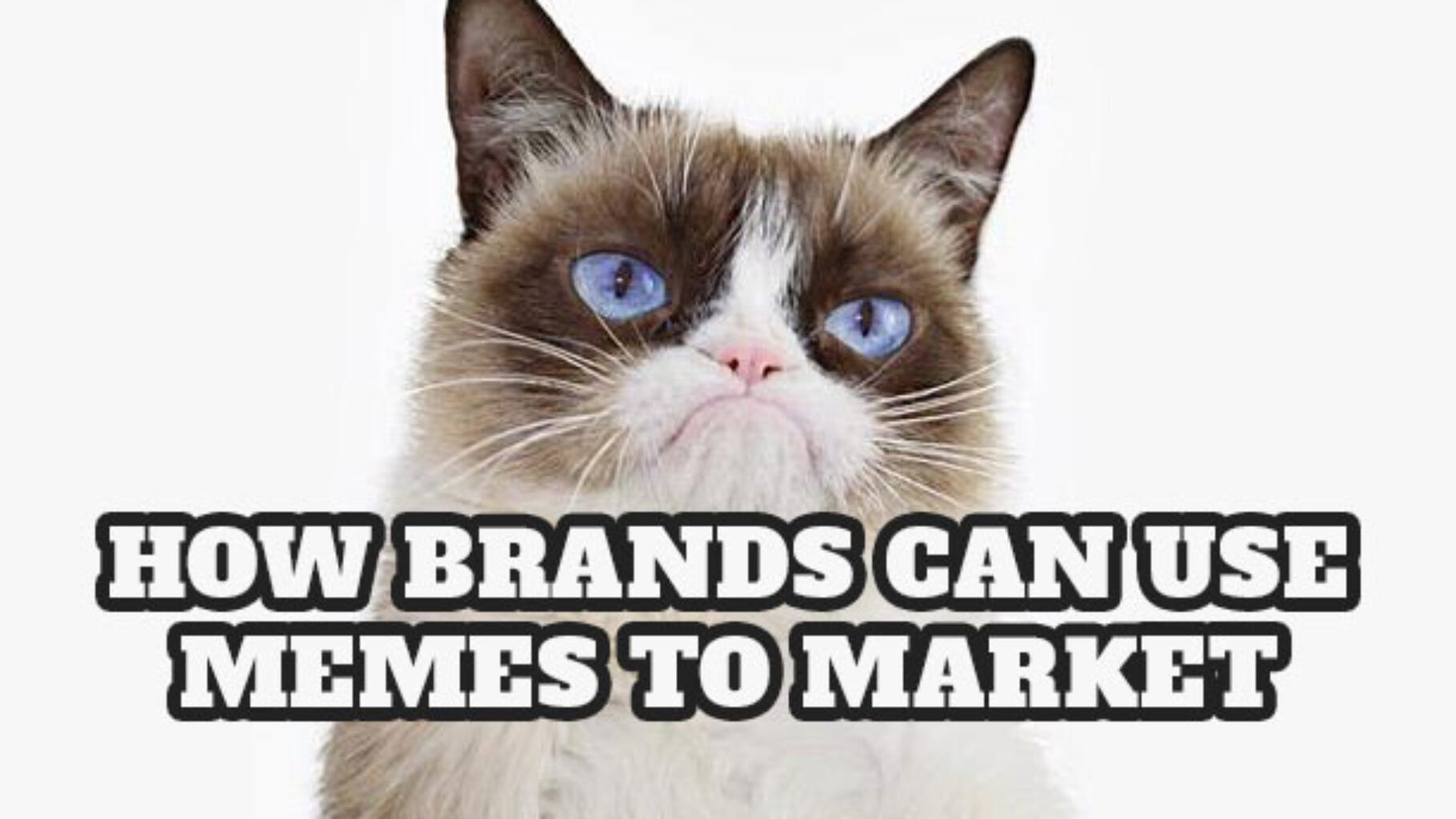How to use memes in marketing strategy?